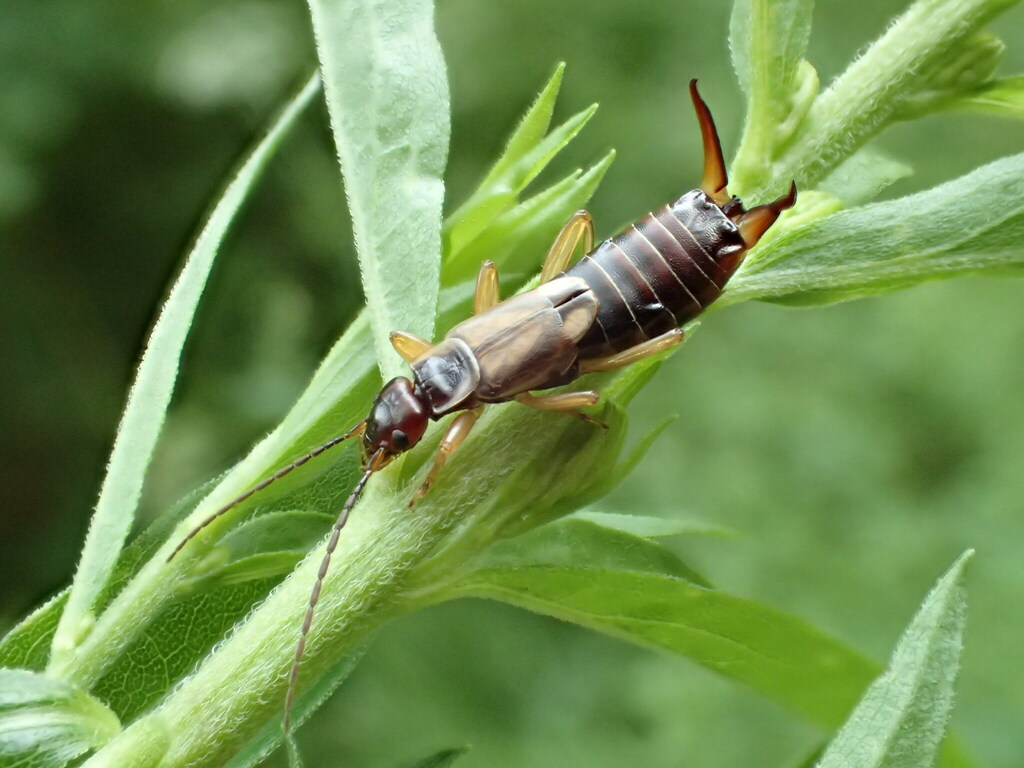 European Earwig from Kielce County, Poland on July 1, 2024 at 06:30 PM ...