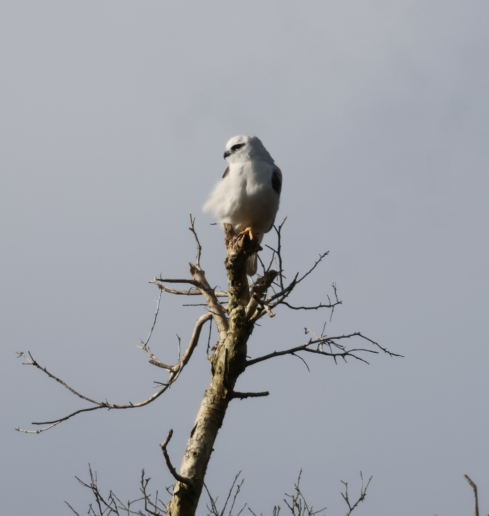 Black-shouldered Kite from Crowdy Bay NSW 2443, Australia on July 1 ...
