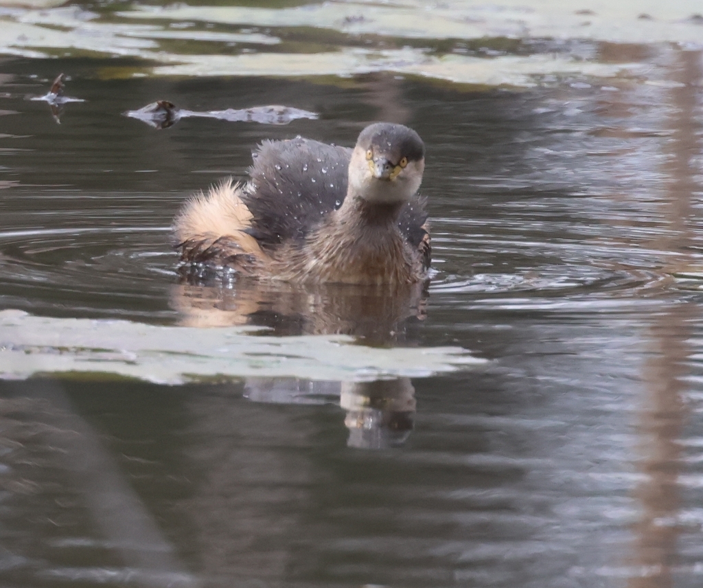 Australasian Grebe from Cattai Wetlands, Springhill Rd, Coopernook NSW ...