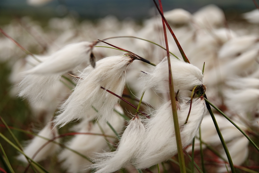 Common Cotton-grass from Combs Moss, Derbyshire, UK on June 29, 2024 at ...