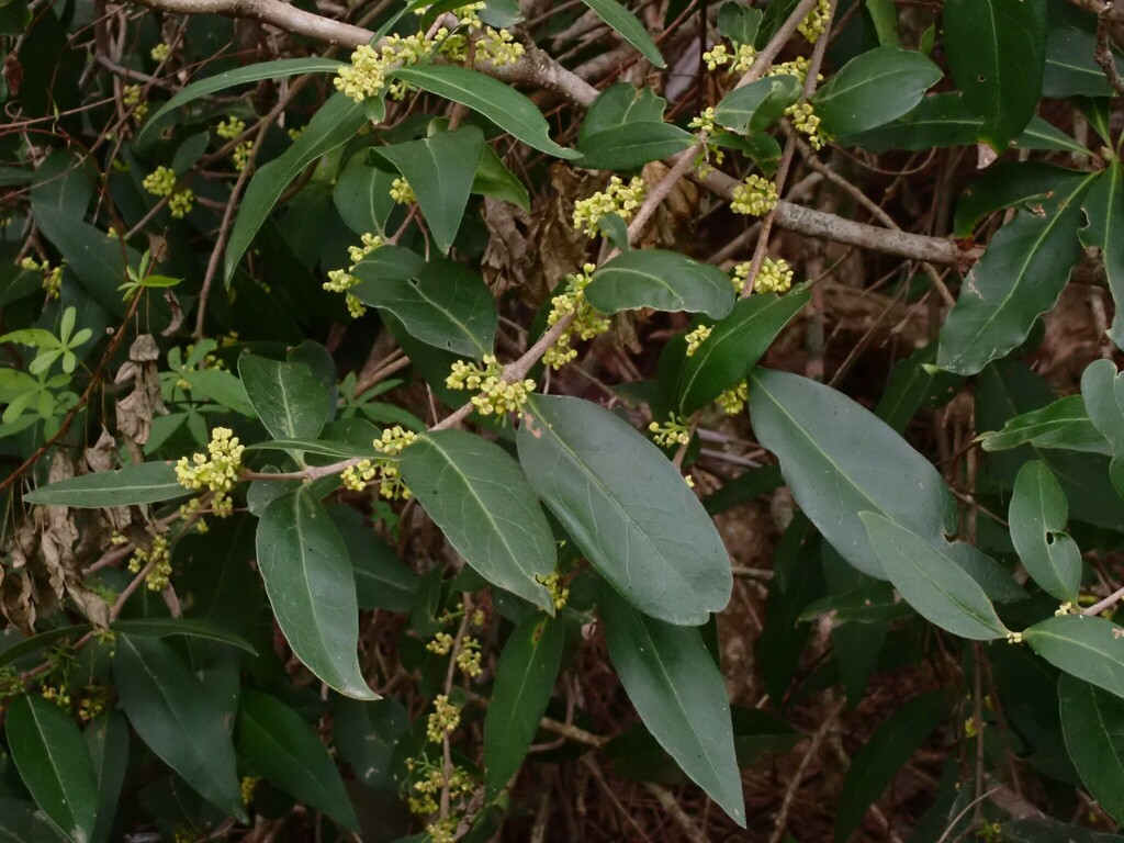 Notelaea longifolia from Mullaway Headland NSW 2456, Australia on July ...