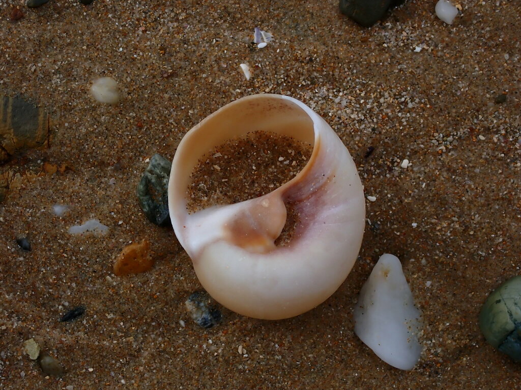 Bladder Moon Snail from Mullaway Headland NSW 2456, Australia on July ...