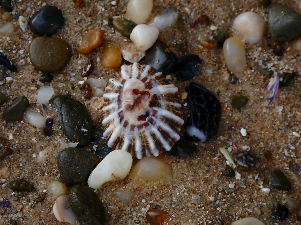 Denticulated Siphon Shell from Mullaway Headland NSW 2456, Australia on ...