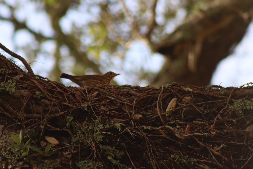 Western European Song Thrush from Cornwall Park, Auckland, Auckland, NZ ...