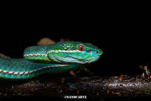 Chinese Green Tree Viper (Trimeresurus stejnegeri) - Snakes and Lizards