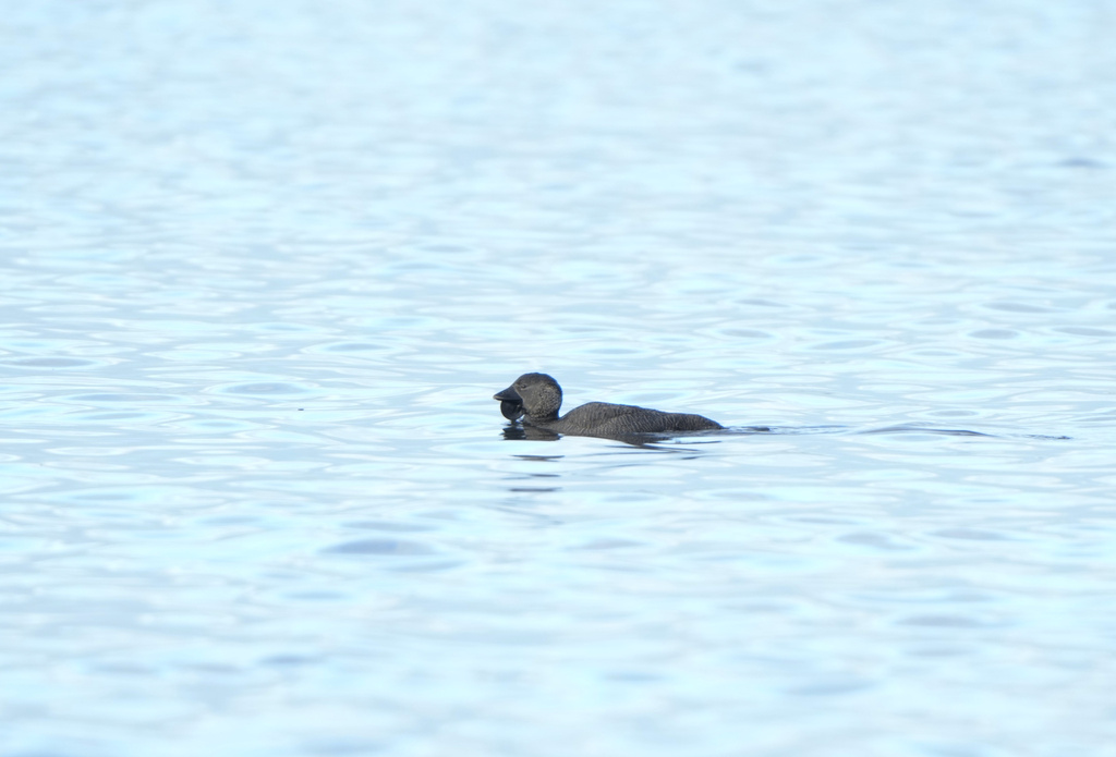 Musk Duck from Lake Borrie Outer Rd W, Point Wilson, VIC, AU on July 2 ...