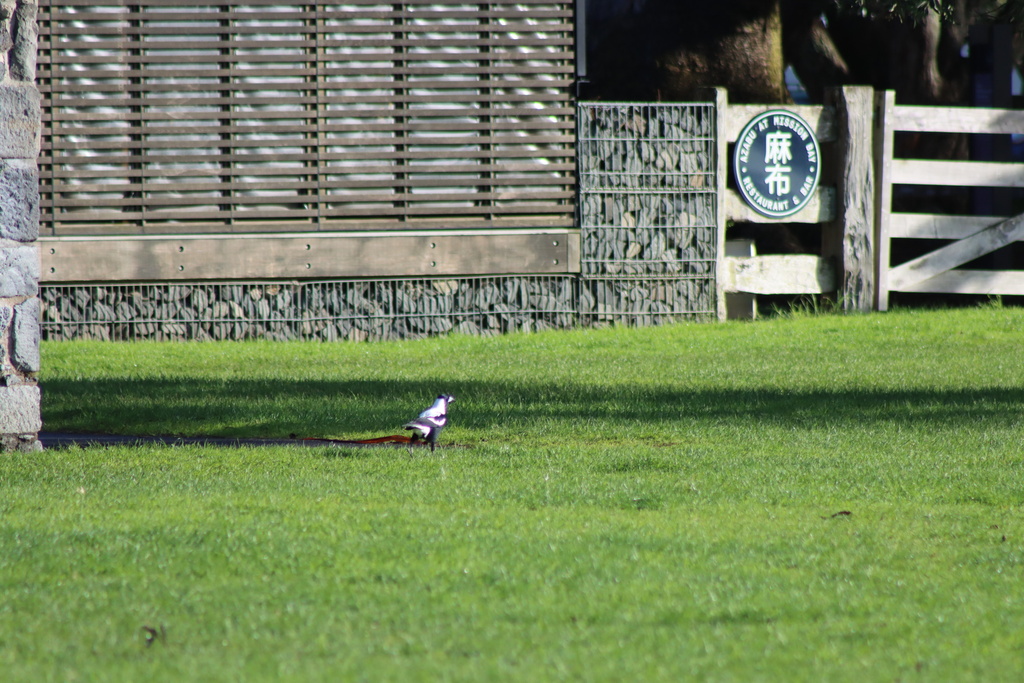 Australian Magpie from Selwyn Reserve, Auckland, Auckland, NZ on July 2 ...