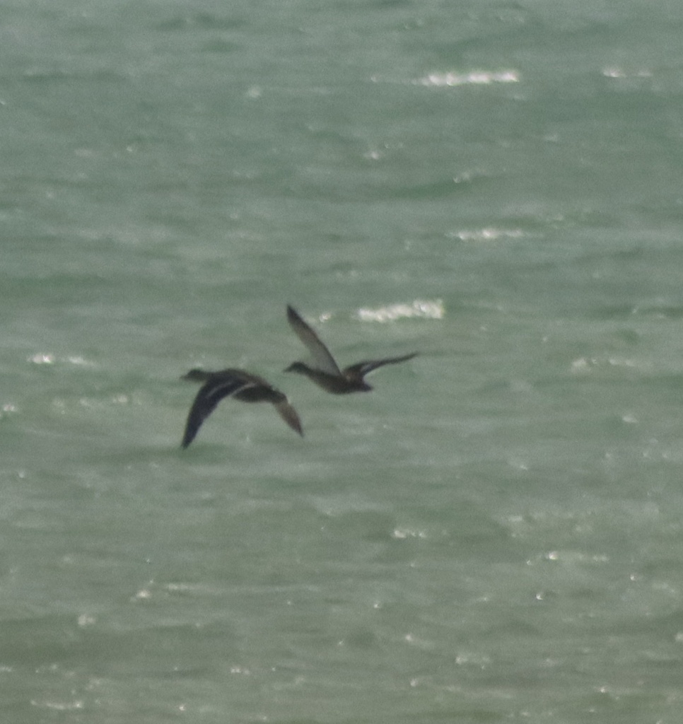 Mallard from Mission Bay, Orakei Ward, Auckland, NZ on July 2, 2024 at ...