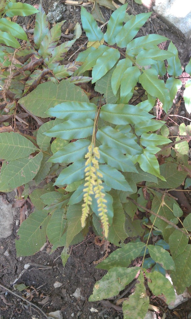 Mexican fern (Vascular Plants of Wild Basin) · iNaturalist