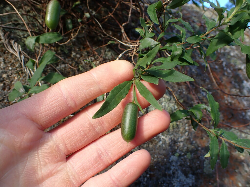 Common Apple-berry from Tynong North VIC 3813, Australia on July 1 ...