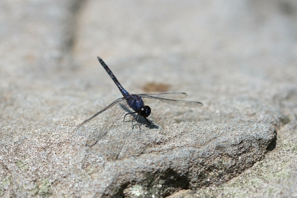 Indigo Dropwing from Cianjur Regency, West Java, Indonesia on May 3 ...