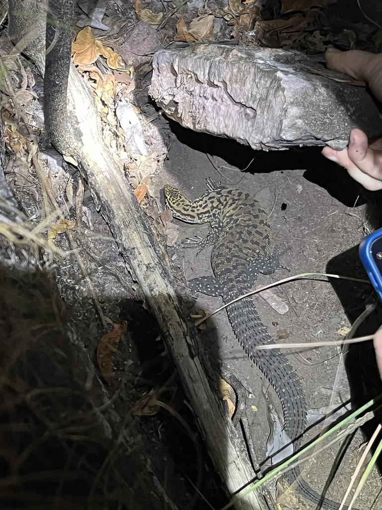 Black-spotted Ridge-tailed Monitor from Kakadu National Park, Kakadu ...