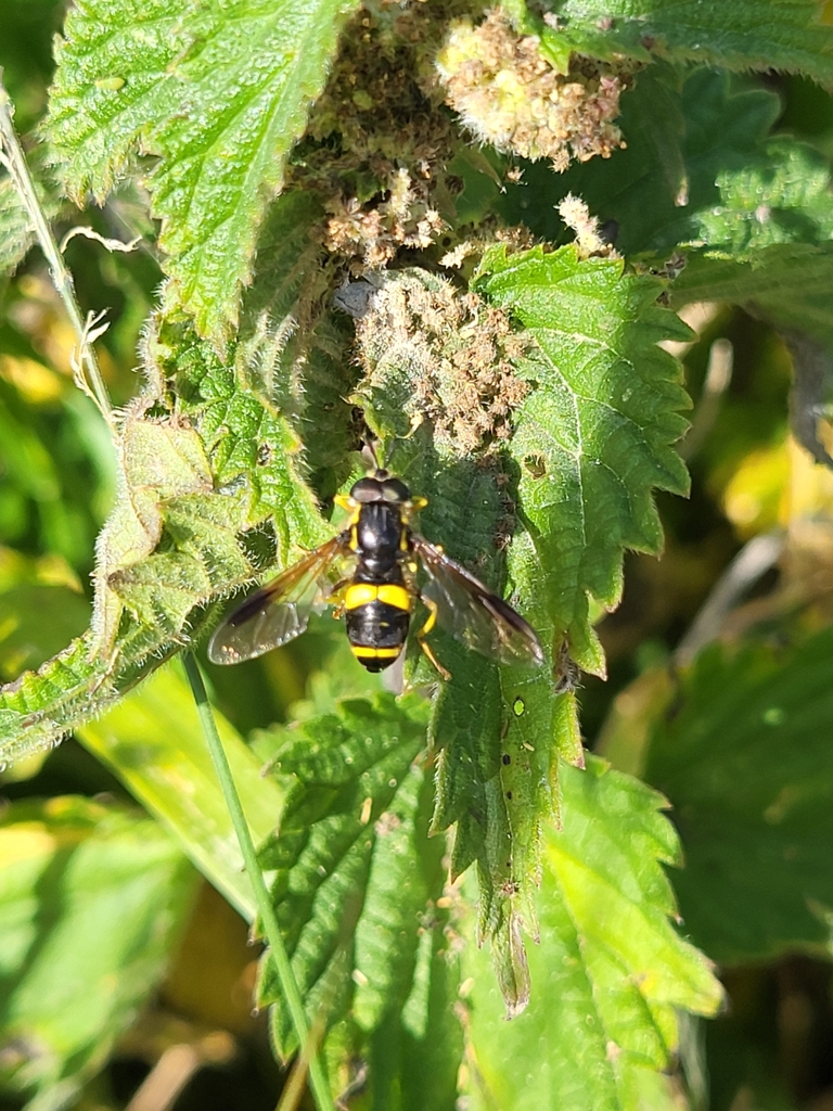 two-banded wasp hoverfly from Ards, Northern Ireland, GB on July 2 ...