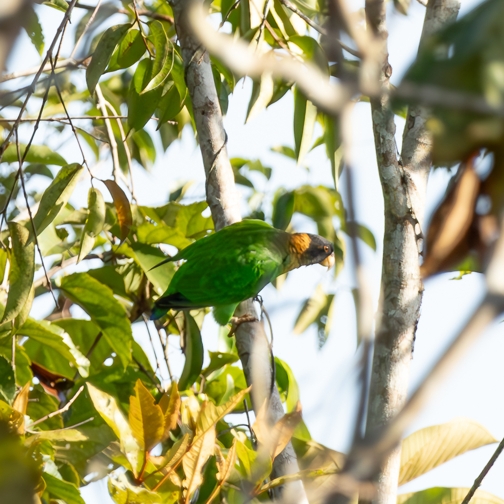 Caica Parrot in June 2024 by NINA WENÓLI · iNaturalist