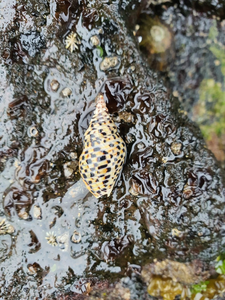 Lineated cominella from Greater Geelong - Pt B, Victoria, Australia on ...