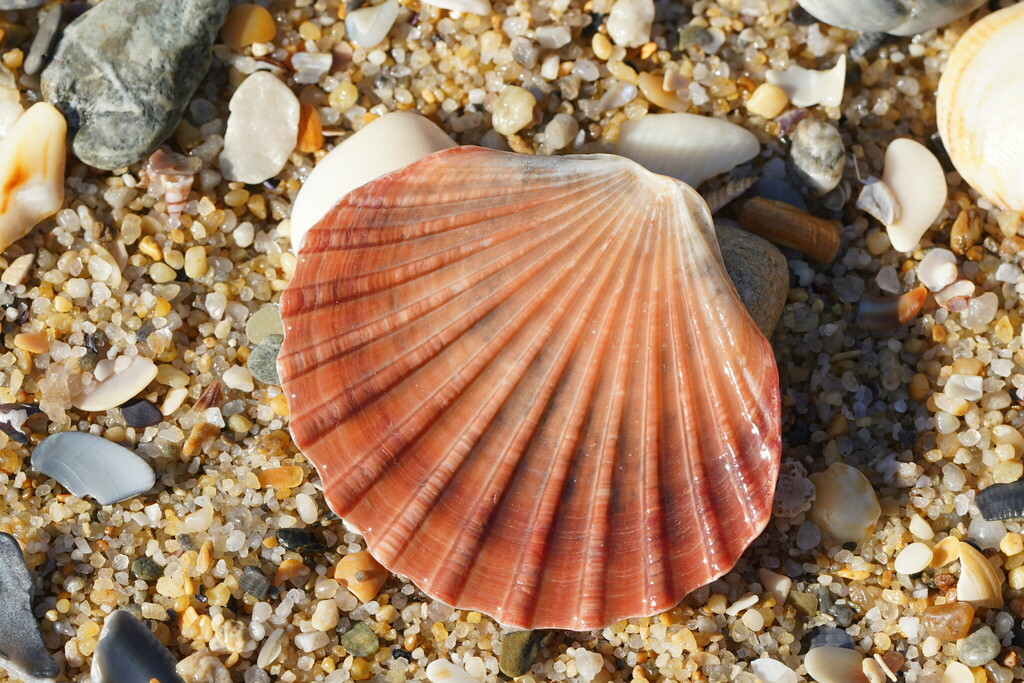Commercial Scallop from E. Gippsland - Orbost, Victoria, Australia on ...