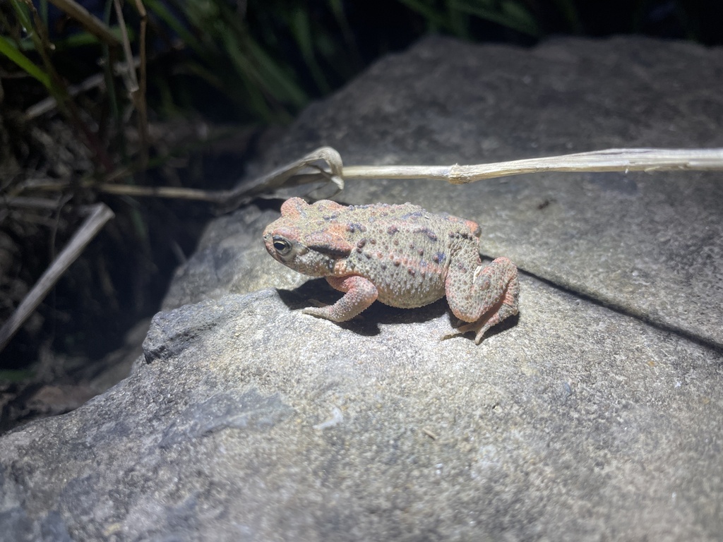 Asiatic Toad from 如心小镇景区, 舟山市, 浙江省, CN on July 2, 2024 at 07:12 PM by ...