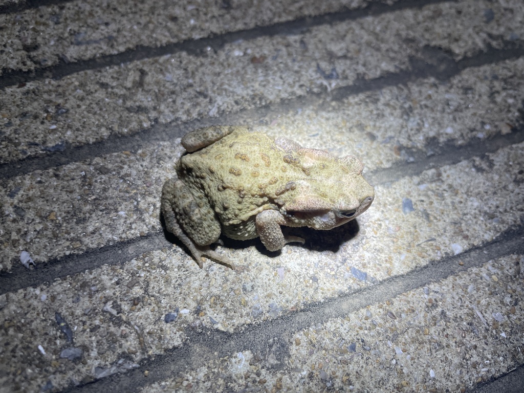 Asiatic Toad from 如心小镇景区, 舟山市, 浙江省, CN on July 02, 2024 at 07:26 PM by ...