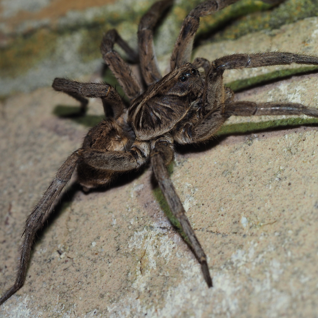 Union-Jack Wolf Spiders from Armadale WA 6112, Australia on June 28 ...