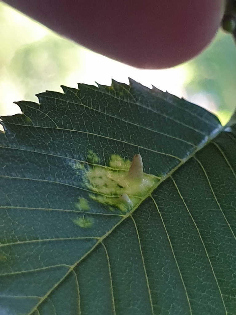 Elm Finger Gall Mite from 1198, Comstock Hall, Ithaca, NY 14853, USA on ...