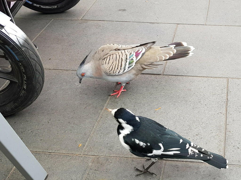 Crested Pigeon from Adelaide SA, Australia on April 2, 2019 at 11:18 AM ...