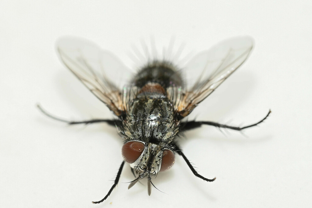 Aplomya confinis from 中国北京市昌平区沙河水库 on May 9, 2024 at 06:46 PM by Jinmin ...