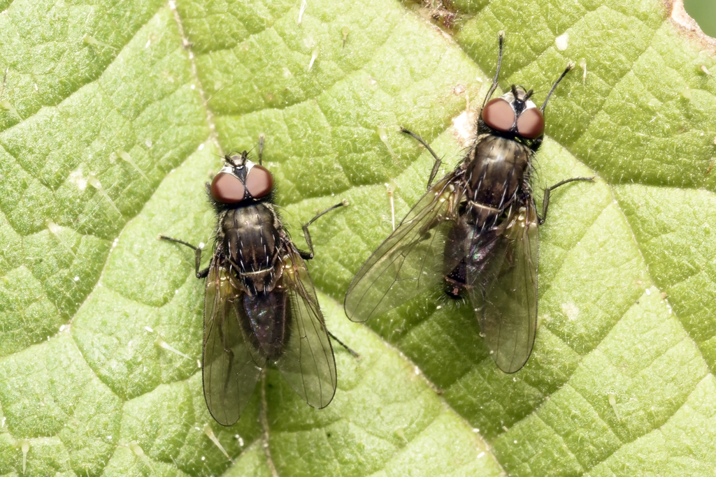 Root-maggot Flies from Wordsley, Stourbridge, UK on July 2, 2024 at 10: ...