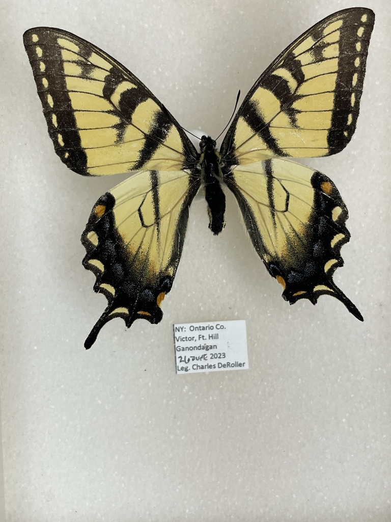 Canadian × Eastern Tiger Swallowtail from Ontario County, NY, USA on ...