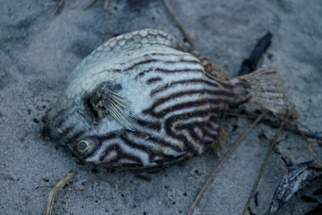 Shaw's Cowfish from Strahan TAS 7468, Australia on December 26, 2013 at ...