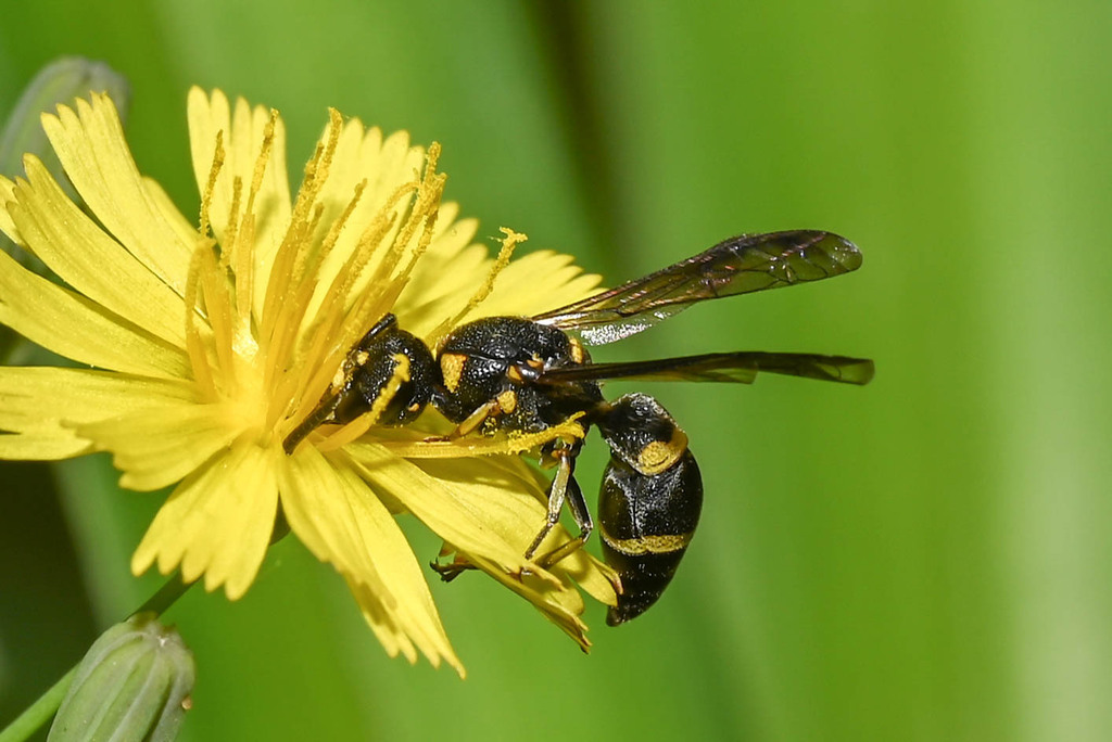 Potter and Mason Wasps from 中国北京市海淀区 on May 12, 2024 at 12:07 PM by ...