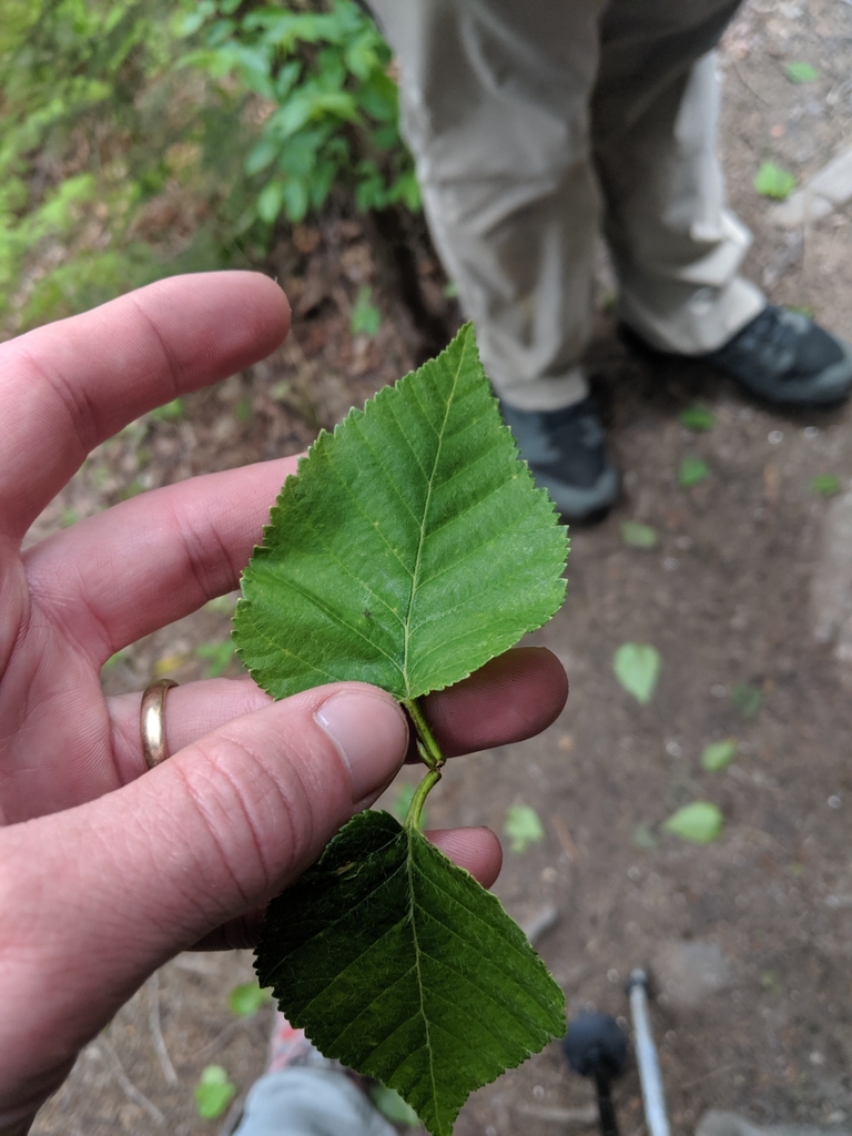heartleaf paper birch in May 2019 by Leighton Reid · iNaturalist
