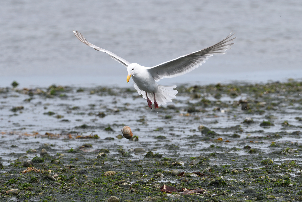 Large White-headed Gulls from Golden Gardens Park, 8498 Seaview Pl NW ...