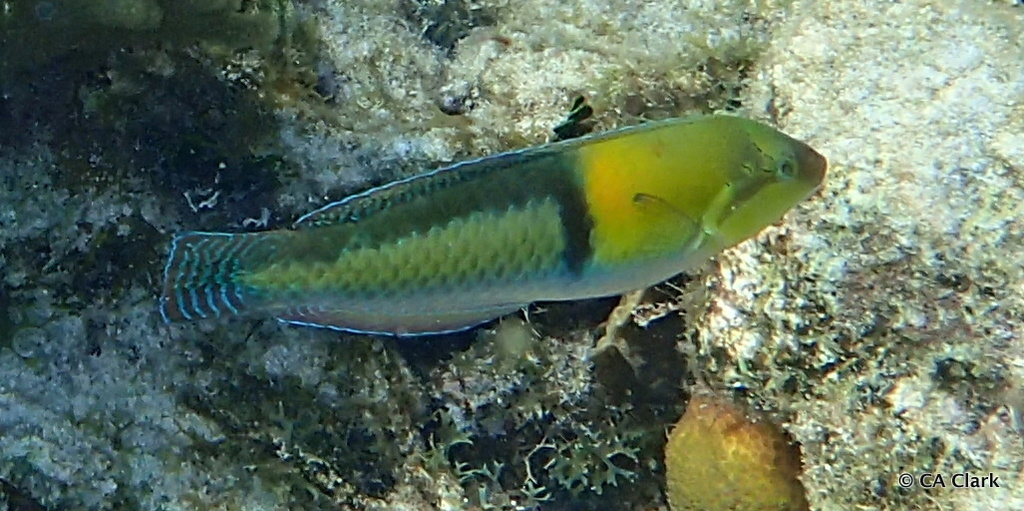 Yellowhead Wrasse (Wildlife of the United States - Fish Pt.3) · iNaturalist