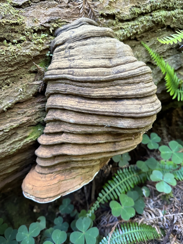 Artist's Conk from Murrelet State Wilderness, Hoopa, CA, US on June 29 ...