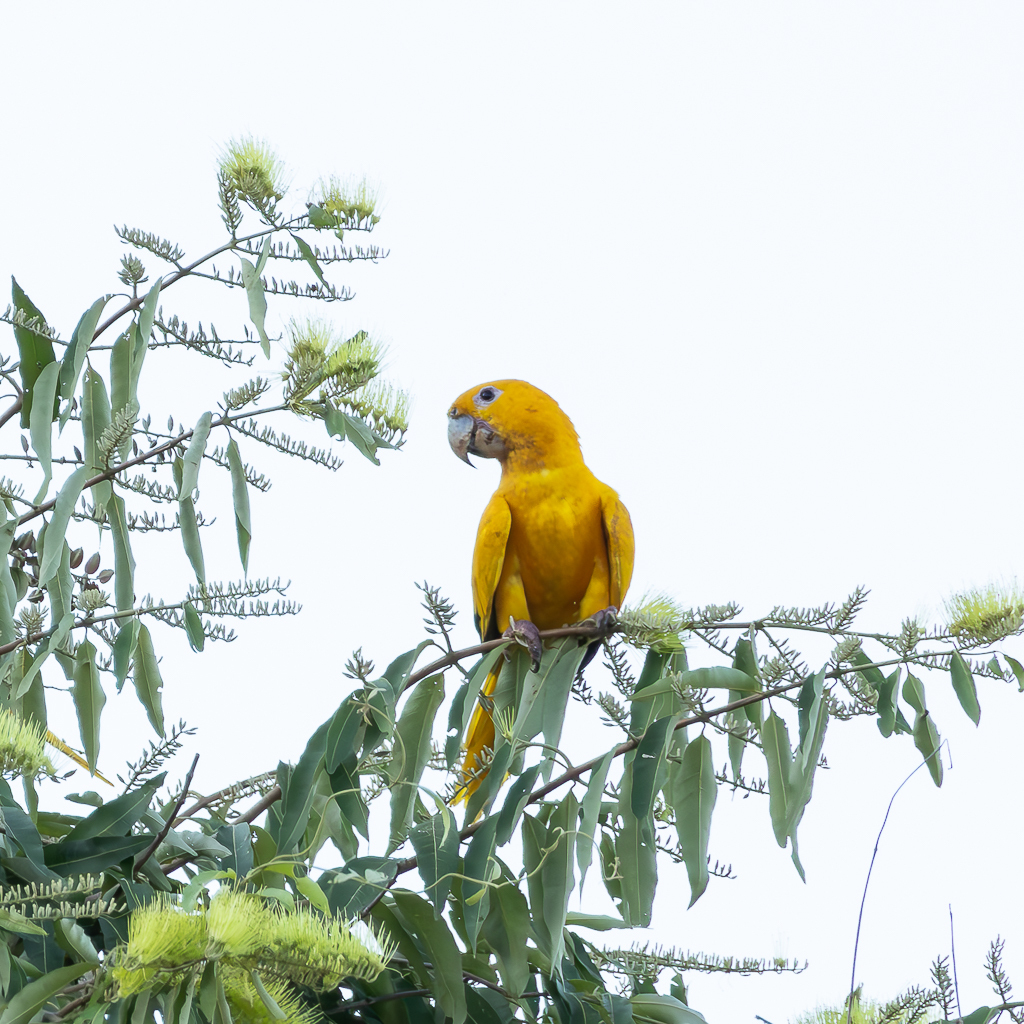 Golden Parakeet in June 2024 by NINA WENÓLI · iNaturalist