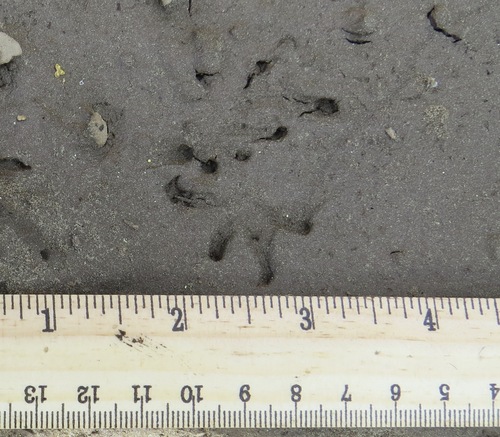 iNaturalist Tracking Database – NatureTracking