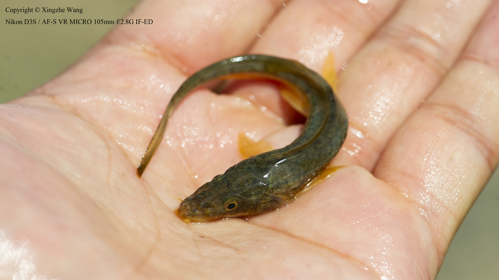 (Triplophysa tenuis) - Marine Life Identification