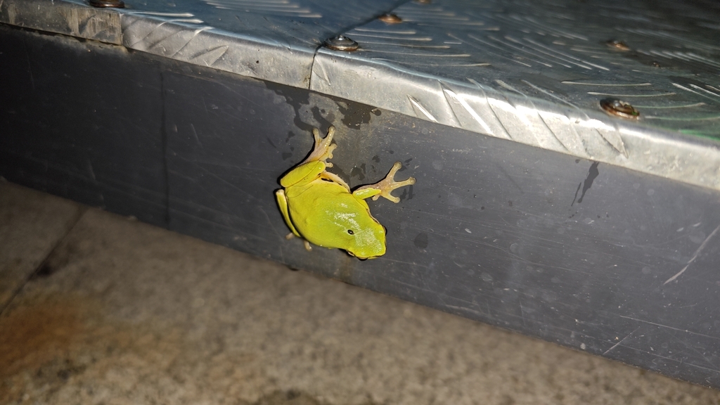 Common Chinese Tree Frog from Zhoushan, CN-ZJ, CN on July 2, 2024 at 10 ...