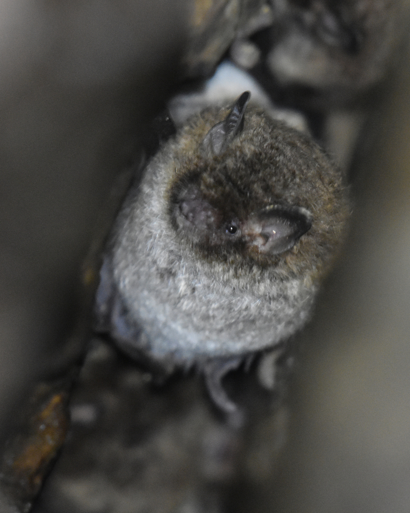Daubenton's bat from Liskinsky District, Voronezh Oblast, Russia on ...