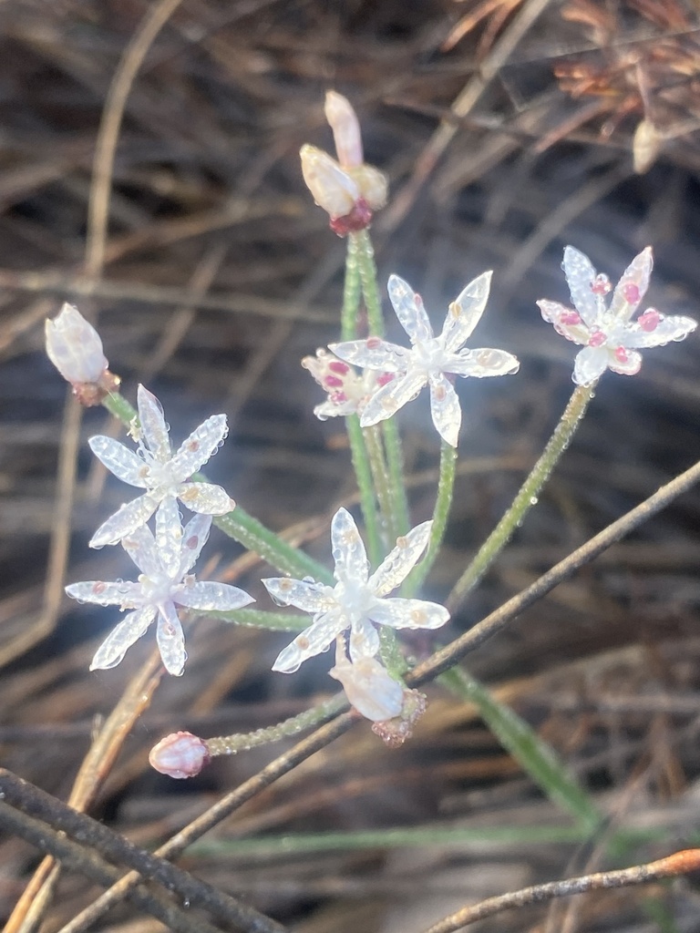 Fine Snowflake from Witzenberg, Ceres, WC, ZA on July 2, 2024 at 08:57 ...