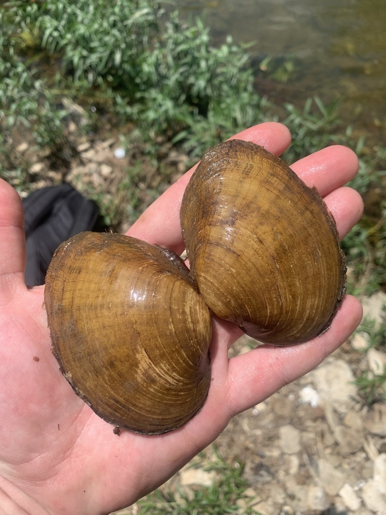 Wavyrayed Lampmussel in July 2024 by jaymane · iNaturalist