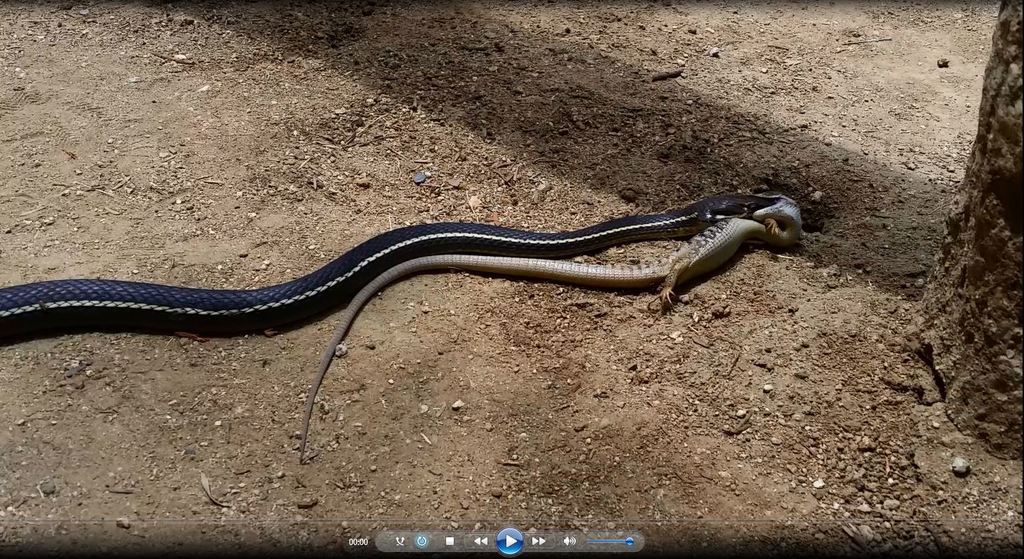 California Striped Racer from Griffith Park, Los Angeles, CA on June 9 ...