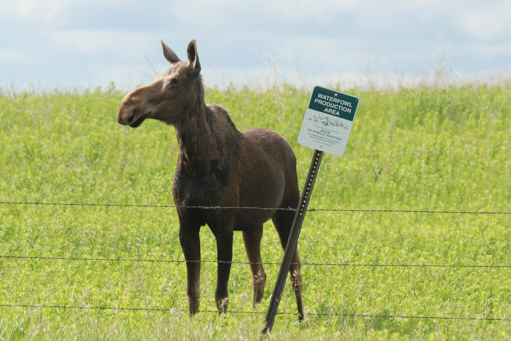 Moose from Calio, ND 58352, USA on June 26, 2024 at 08:27 AM by Andrew ...