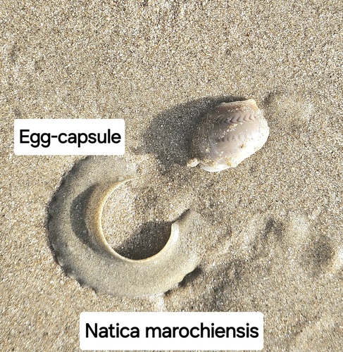 Globo (Natica marochiensis)