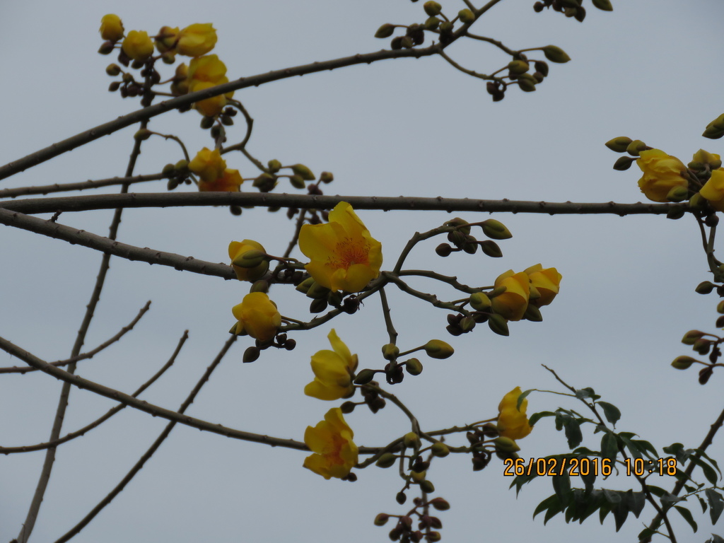 Buttercup Tree from Oaxaca, MX on February 26, 2016 by corenchi ...