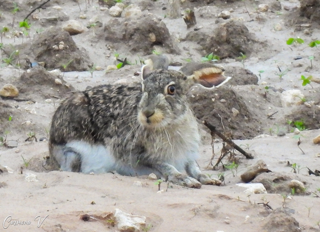 White-sided Jackrabbit in July 2024 by Juan Manuel Carmona · iNaturalist