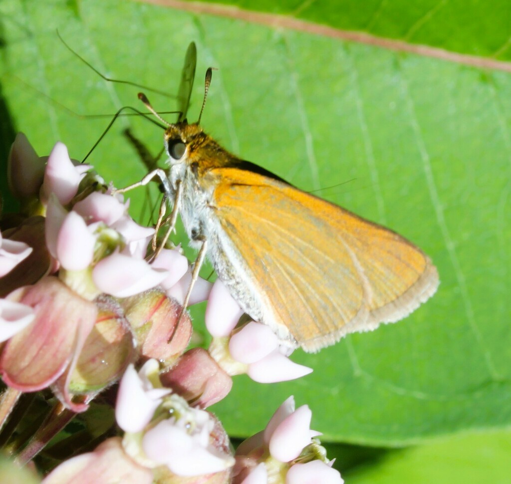 Two-spotted Skipper in July 2024 by rkluzco · iNaturalist