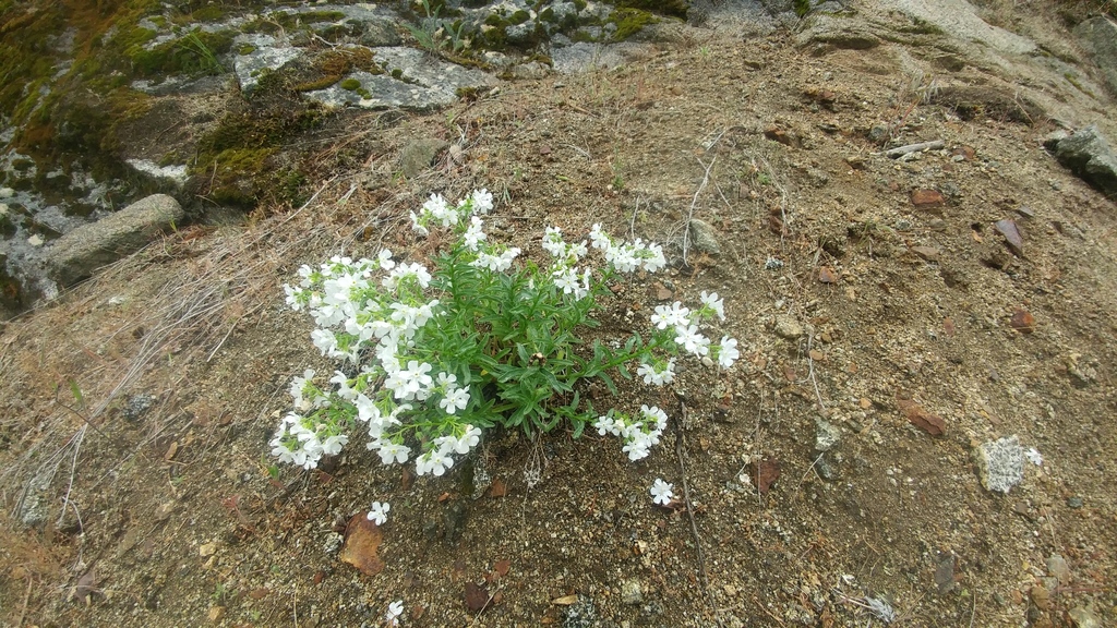 Showy stickseed in May 2019 by Walter Fertig · iNaturalist