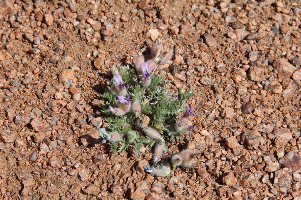 Nuttall's Oxytrope from Douglas County, CO, USA on May 14, 2016 at 02: ...