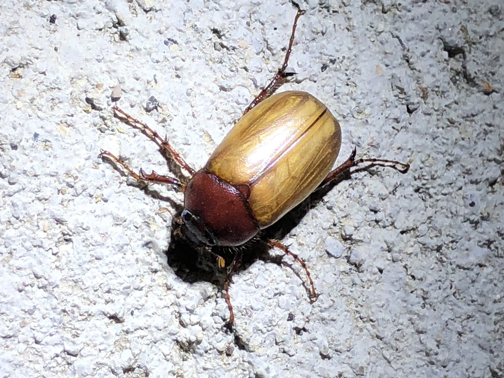 Mayate de Mayo desde Avenida del Delfín, Mazatlán, Sin., MX el 30 de ...